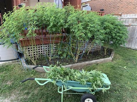 Full Crops Rxxxtentacion