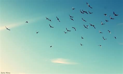 El Hermoso Espectáculo Que Forman Los Grupos De Aves Al Volar Nexofin