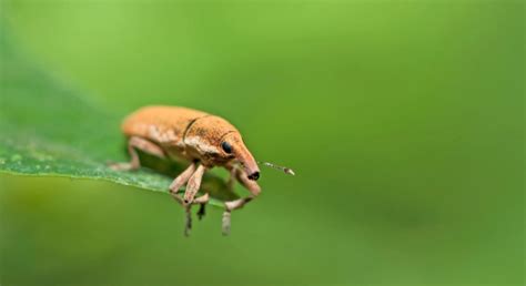 What Causes Weevils To Appear Empire Pest Control London