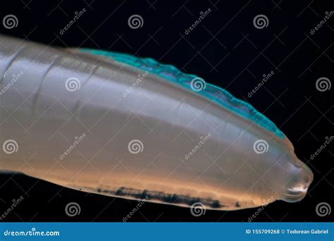 Toxocara Canis Second Stage Larvae Hatch From Eggs Stock Image