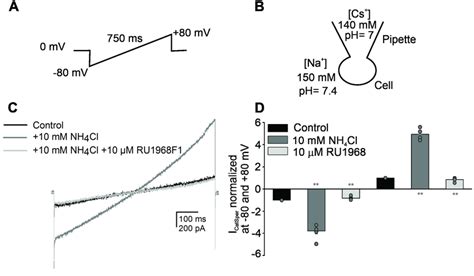 Whole Cell Patch Clamp Recordings Of C Mexicanus Sperm Showing