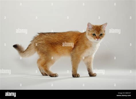 Ticked Tabby High Resolution Stock Photography And Images Alamy