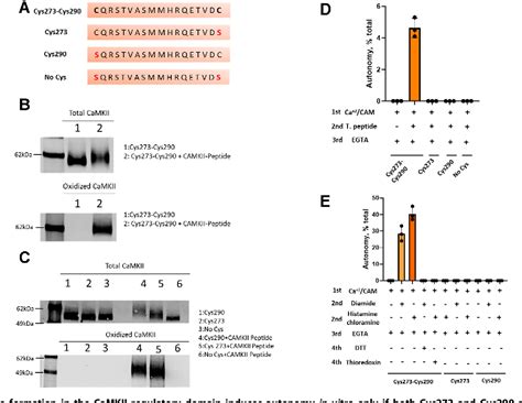 Figure 3 From Oxidative Stressinduced Autonomous Activation Of The