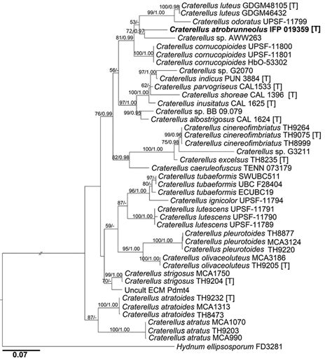 Maximum Likelihood Tree Illustrating The Phylogeny Of Craterellus