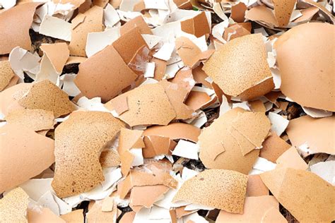 Group Of Broken Egg Shells In Plastic Flower Pot Recycling Kitchen