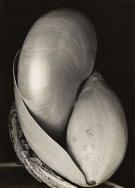 Edward Weston Edward Weston 1886 1958 Mutualart