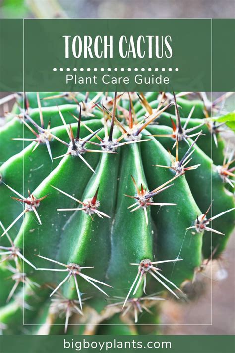 The Peruvian Torch Cactus Echinopsis Peruviana Artofit
