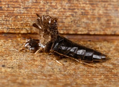 Img 5901  Chris Rorabaugh Photos