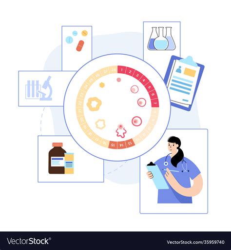 Female Reproductive System And Cycle Royalty Free Vector