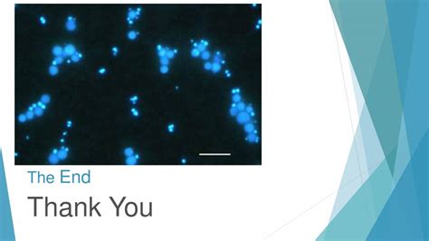 Archaea Powerpoint Slides Learnpick India