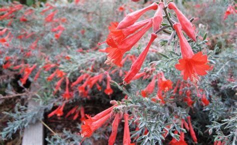 Using Indicators Flashcards Quizlet