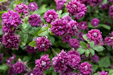 Клематис ПУРПУРЕА ПЛЕНА ЭЛЕГАНС (Purpurea Plena Elegans) - sadyantar.ru