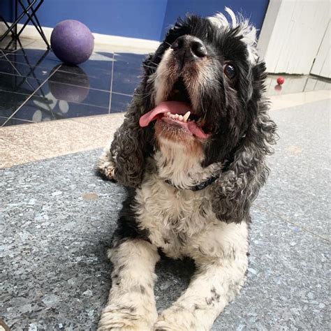 K9 Cleveland Our Newest Pack Member Henry The Cocker Facebook