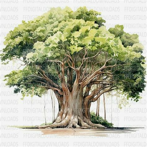 Best Eucalyptus Cypress Banyan Tree Picture Material Tree Plant Banyan Tree PNG
