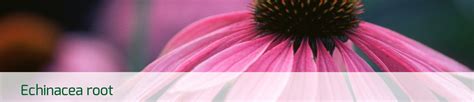 Echinacea Root Echinacea Angustifolia Euromed