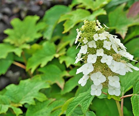 Oakleaf Hydrangeas Native Resilient And Versatile Shrubs Homes And Gardens