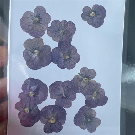 Pressed Flowersa Pack Of 5 Pcs Dried Pressed Flowersdried Flowerreal