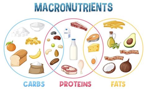 Macronutrients 2024 Make U Fits