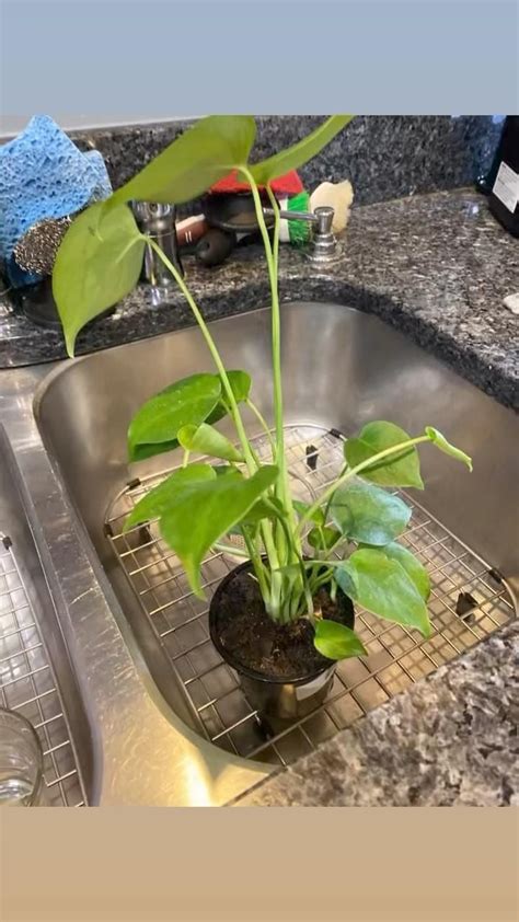 What Does A Leaf Node Look Like Njoy Pothos