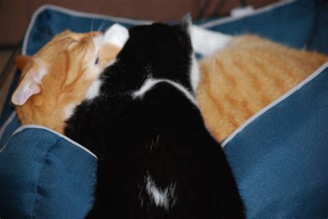 Kalikamarie User Profile Deviantart