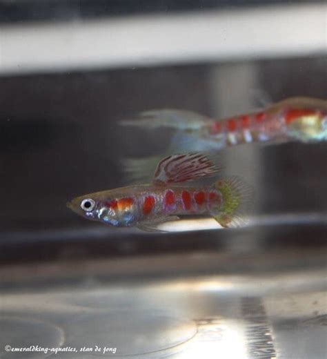 Fancy Guppy 2 Emeraldking Aquatics Fancy Guppy 2 Emeraldking Aquatics