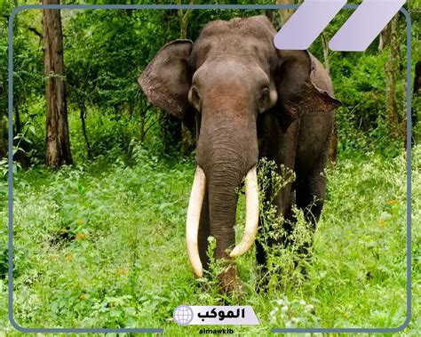 اين يعيش الفيل؟ أنواع الفيلة وموائلها الطبيعية