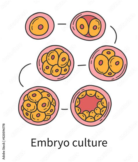 Embryo Culture At In Vitro Fertilisation Ivf Transfer Cleavage And Blastocyst Cell Stages