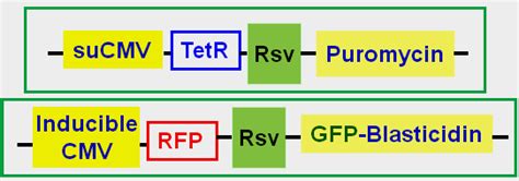 Inducible Rfp Expression Cell Line With Gfp Marker