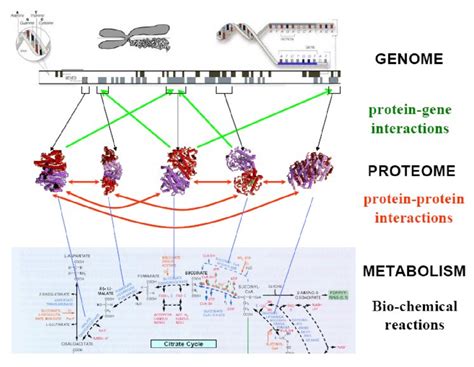 Figure Showing Overview Of Protein Protein Interactions Download Scientific Diagram