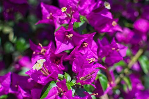 Bougainvillier En Pot Entretien Arrosage Et Taille