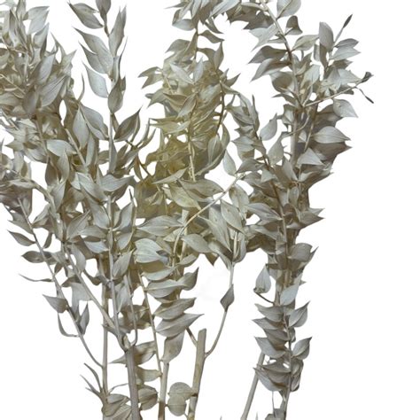 Dry Ruscus White Preservedusa Dry Ruscus White