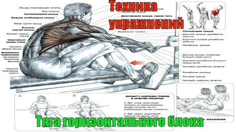 Тяга горизонтального блока к животу для накачки мышц спины - YouTube