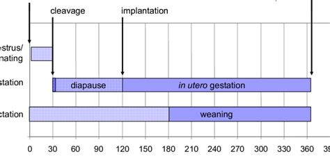 Temporal Relationship Of The Annual Reproductive Events Of The Download Scientific Diagram