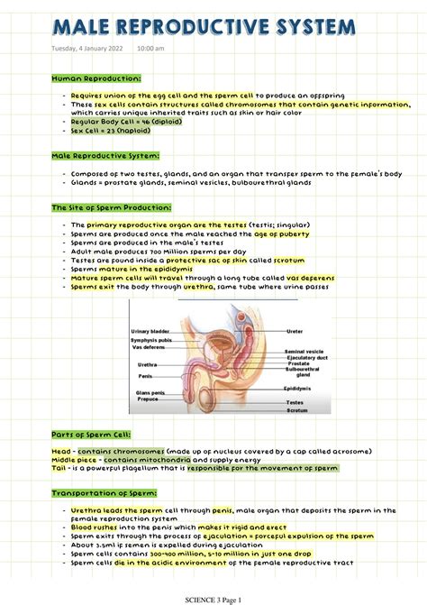 SOLUTION Science Body System Notes Studypool