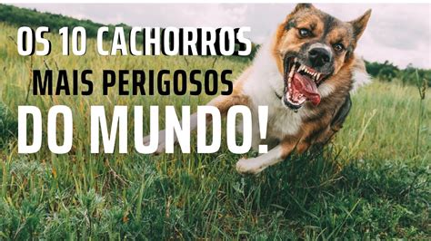 Os 10 Cachorros Mais Perigosos do Mundo! - YouTube