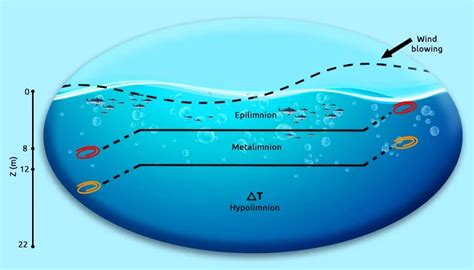 Thermal Stratification Formation Effects Ecology Waterlyst