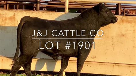 Jandj Cattle Co Lot 1901 Angus Bull Youtube