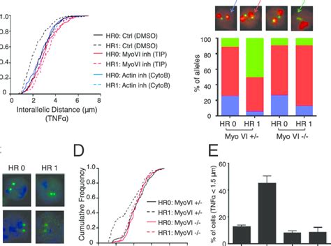 Pairing And Repositioning Of The Lttnf Locus Are Dependent On Nuclear