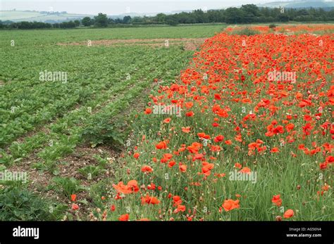 Field Margin Boundary Showing Bio Diversity With Wild Flowers Stock