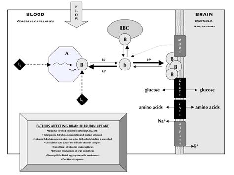 Bilirubin In The Cerebral Circulation Is Bound To Albumin And To A Download Scientific Diagram