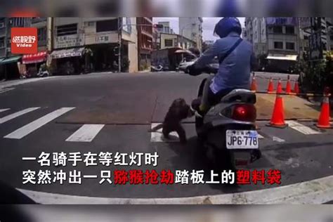 台湾猕猴猖狂至此竟然当街抢劫骑手，网友看后直呼：快请如来佛祖猴子如来佛网友猕猴