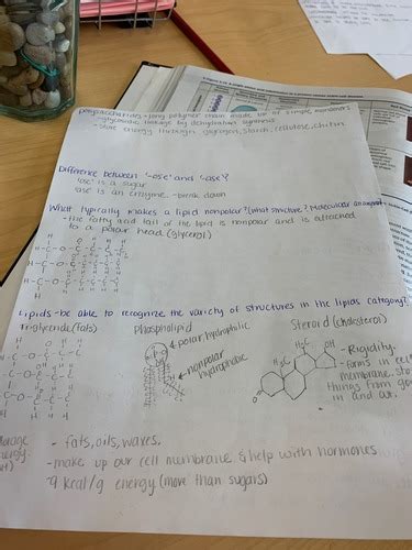 Bio 111 Exam 2 Flashcards Quizlet