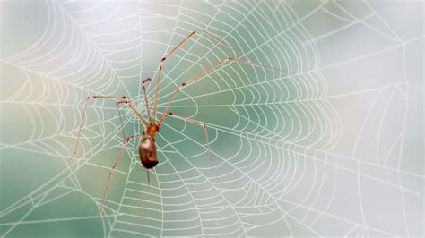 Cellar Spider Vs Daddy Long Legs What Are The Differences