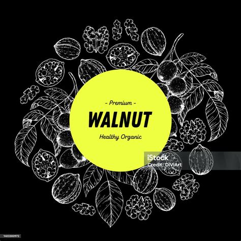 호두 너트 손으로 그린 스케치 호두 라벨 로고 너트 벡터 그림입니다 유기농 건강 식품 포장 설계에 적합합니다 각인 된 스타일 흑백 색상 0명에 대한 스톡 벡터 아트 및 기타