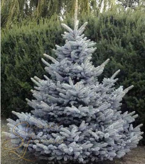 Ель колючая (Picea pungens) “Blue Diamond”