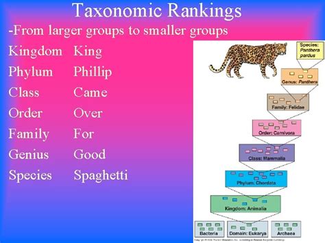 classification grouping organisms based on similarities taxonomy taxonomy