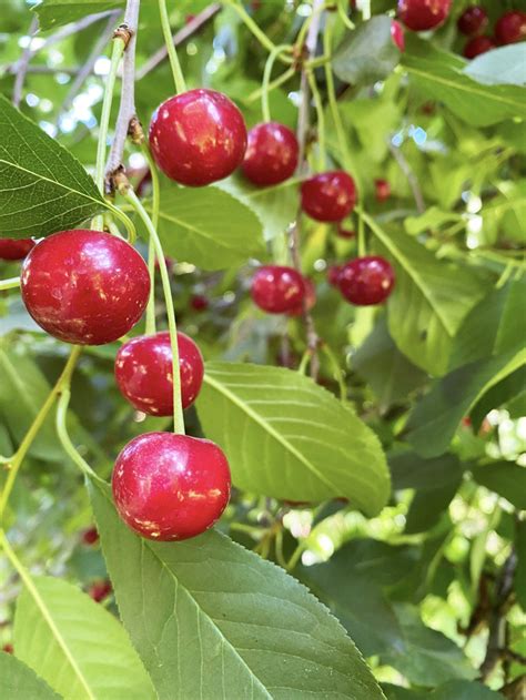 Хорошо в деревне летом Фотопост Часть 7 Пикабу