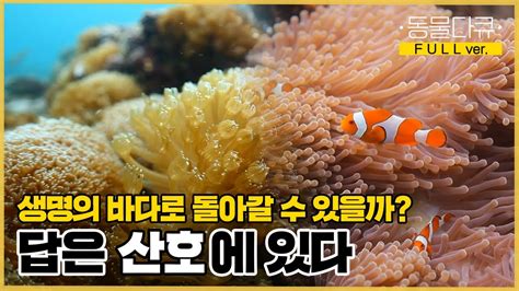 수온상승으로 완전히 무너진 생태계 다시 생명의 바다로 돌아갈 수 있을까 답은 산호에 있다 Kbs 수요기획 120808 Youtube