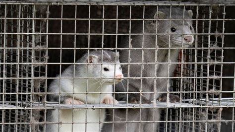 დანიაში კორონავირუსის ნიშნების მქონე მილიონობით წაულის დახოცვა იგეგმება Netgazeti • დანია