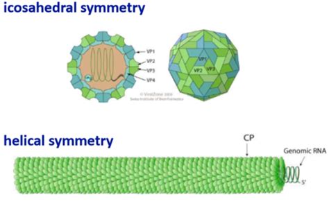 Virus Taxonomy Classification Structure Replication Flashcards